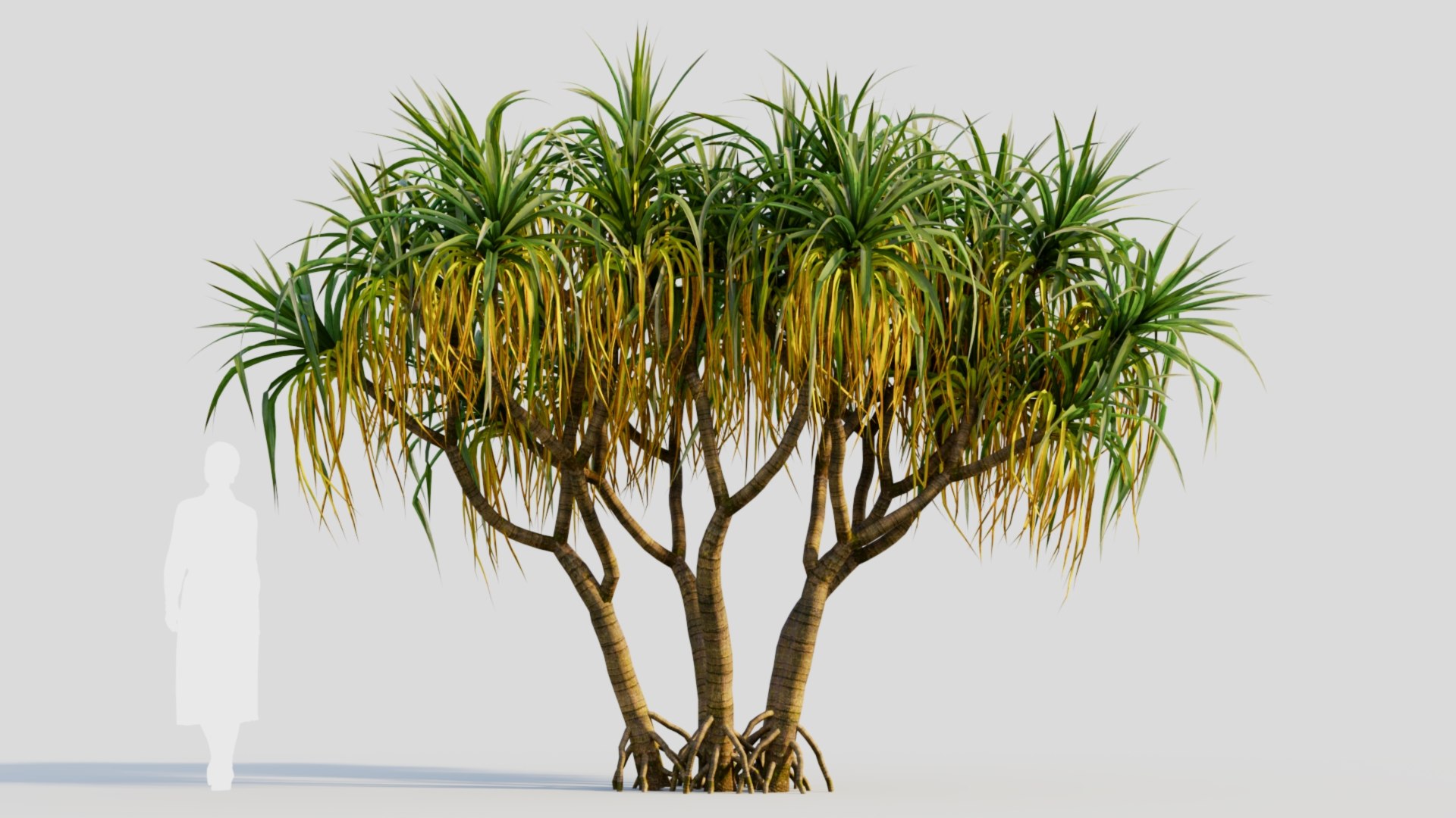 3D Pandanus Tectorius A - TurboSquid 2219261