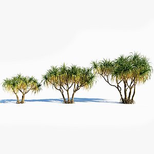 3D Pandanus Models - Browse & Download Formats - TurboSquid