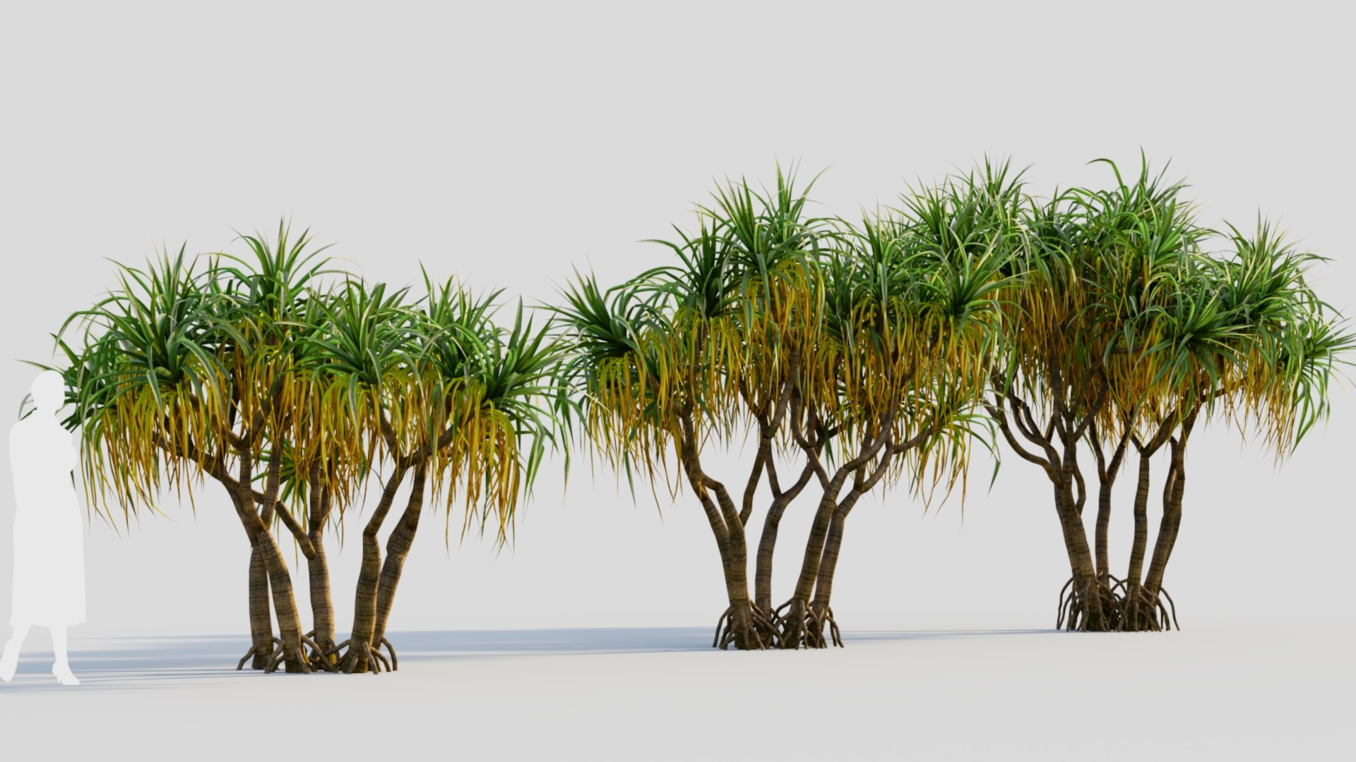 3D Pandanus Tectorius A - TurboSquid 2219261