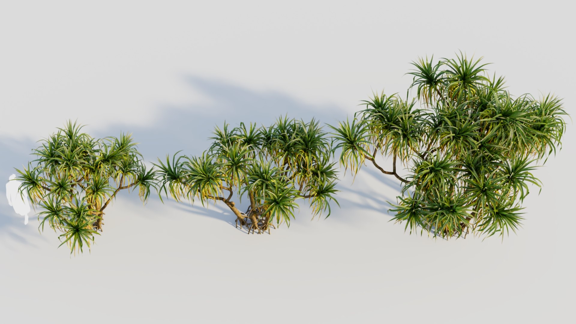 3D Pandanus Tectorius A - TurboSquid 2219261