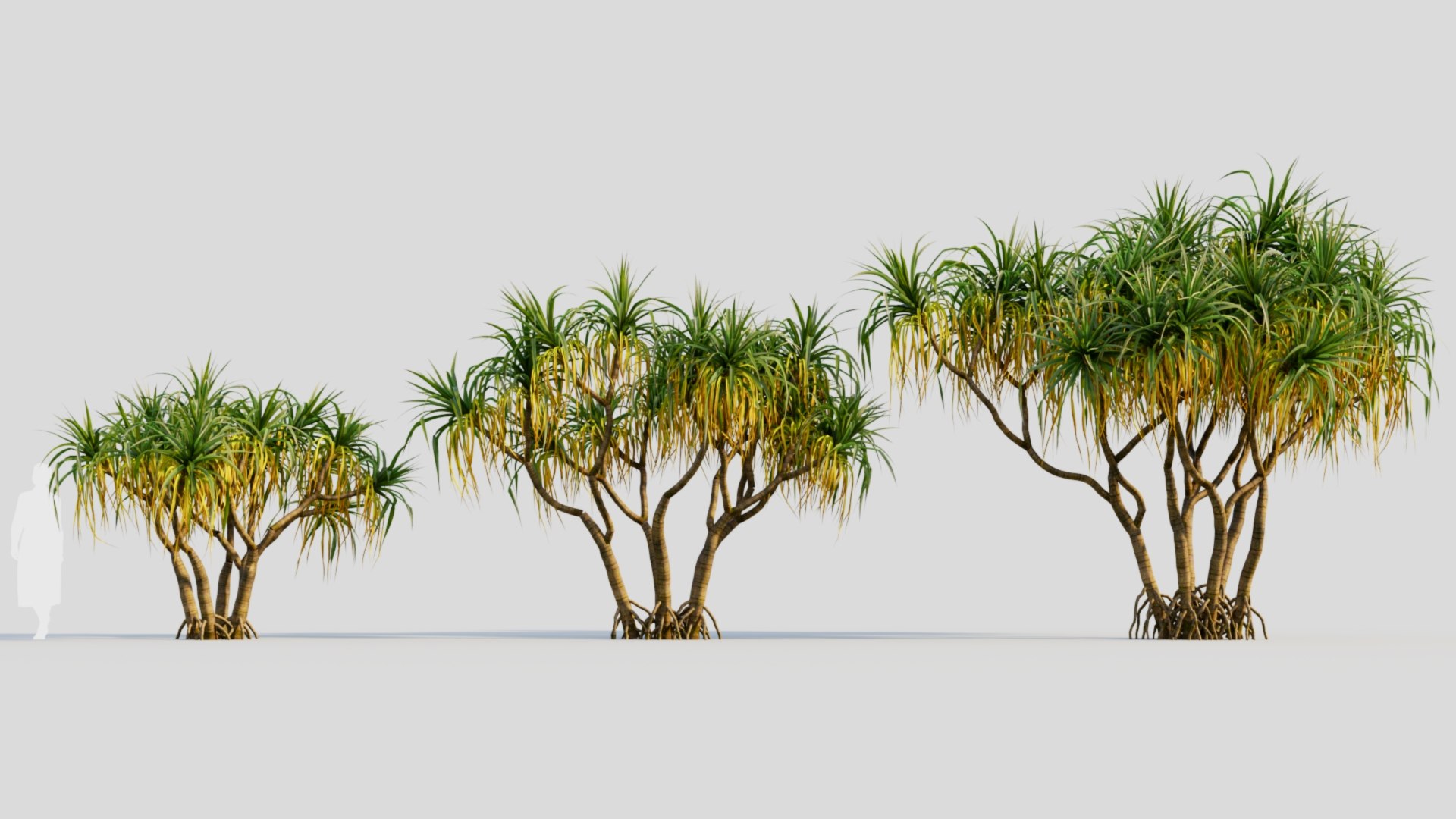 3D Pandanus Tectorius A - TurboSquid 2219261