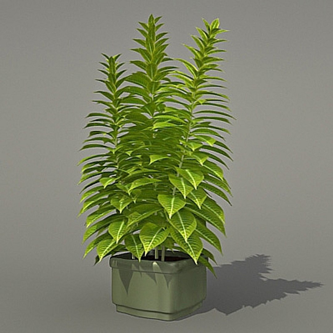 3d model plant