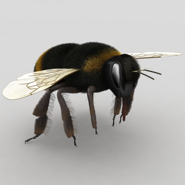 3d bumble bee fur model
