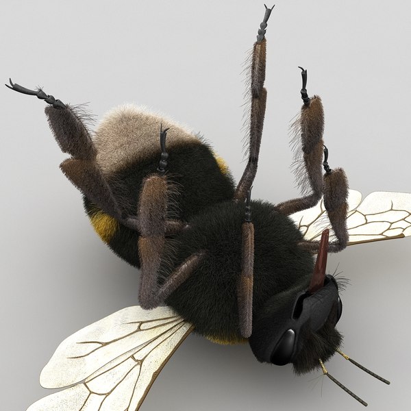 3d bumble bee fur model