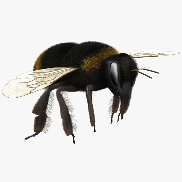 Bumblebee 3D Models for Download | TurboSquid