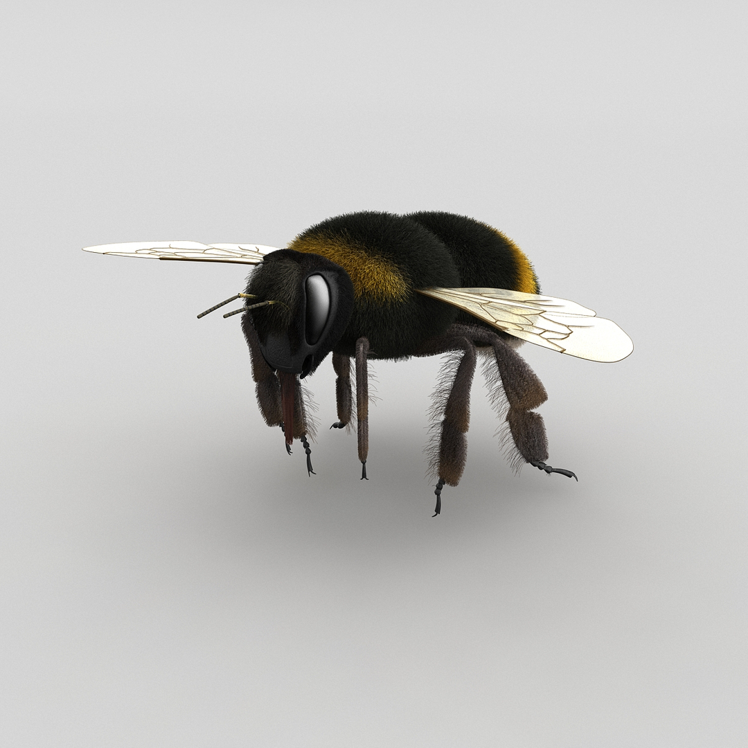 3d Bumble Bee Fur Model