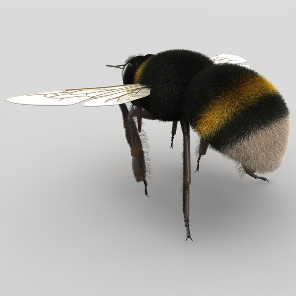 3d bumble bee fur model