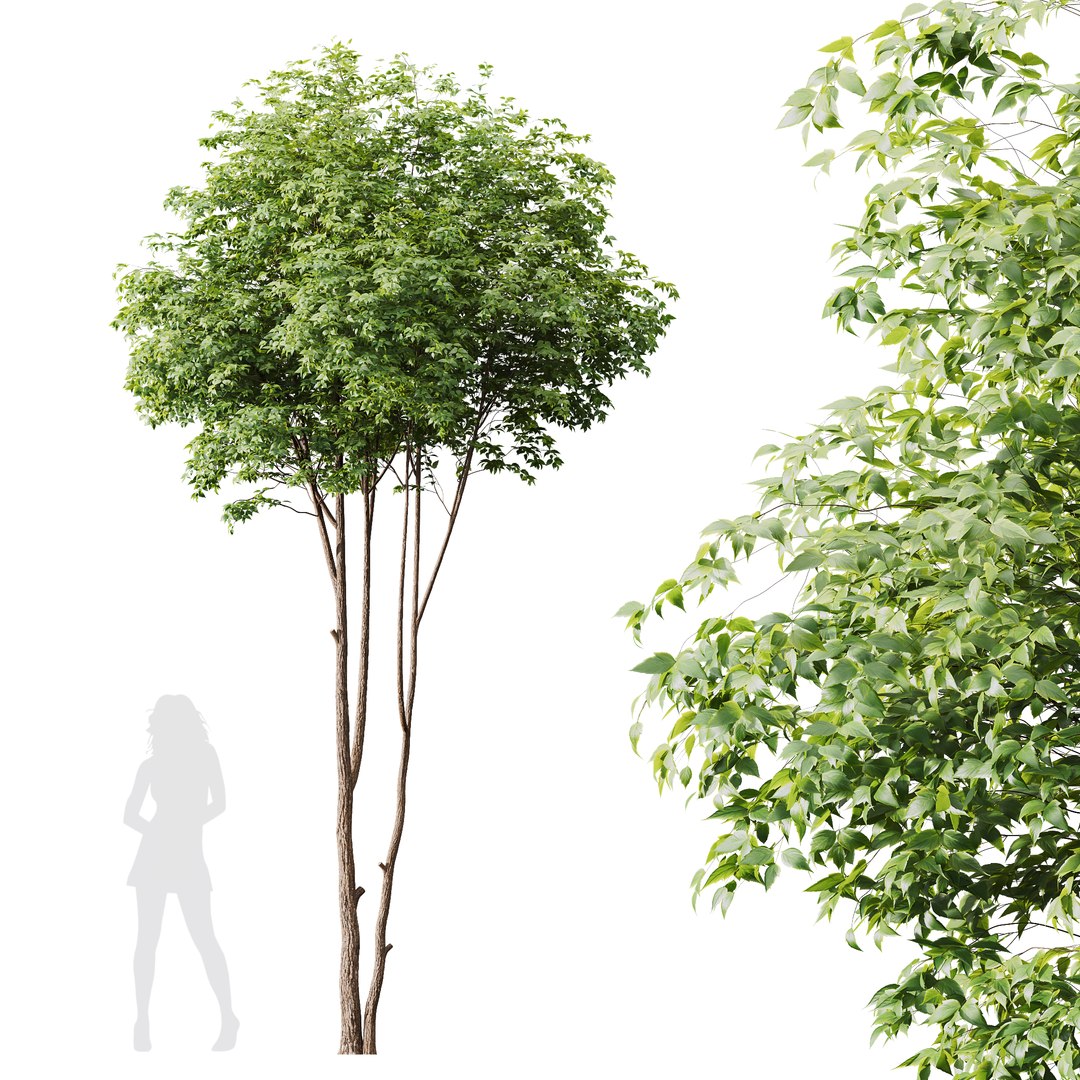 HQ Plants Ash Tree 3D Model - TurboSquid 2129273