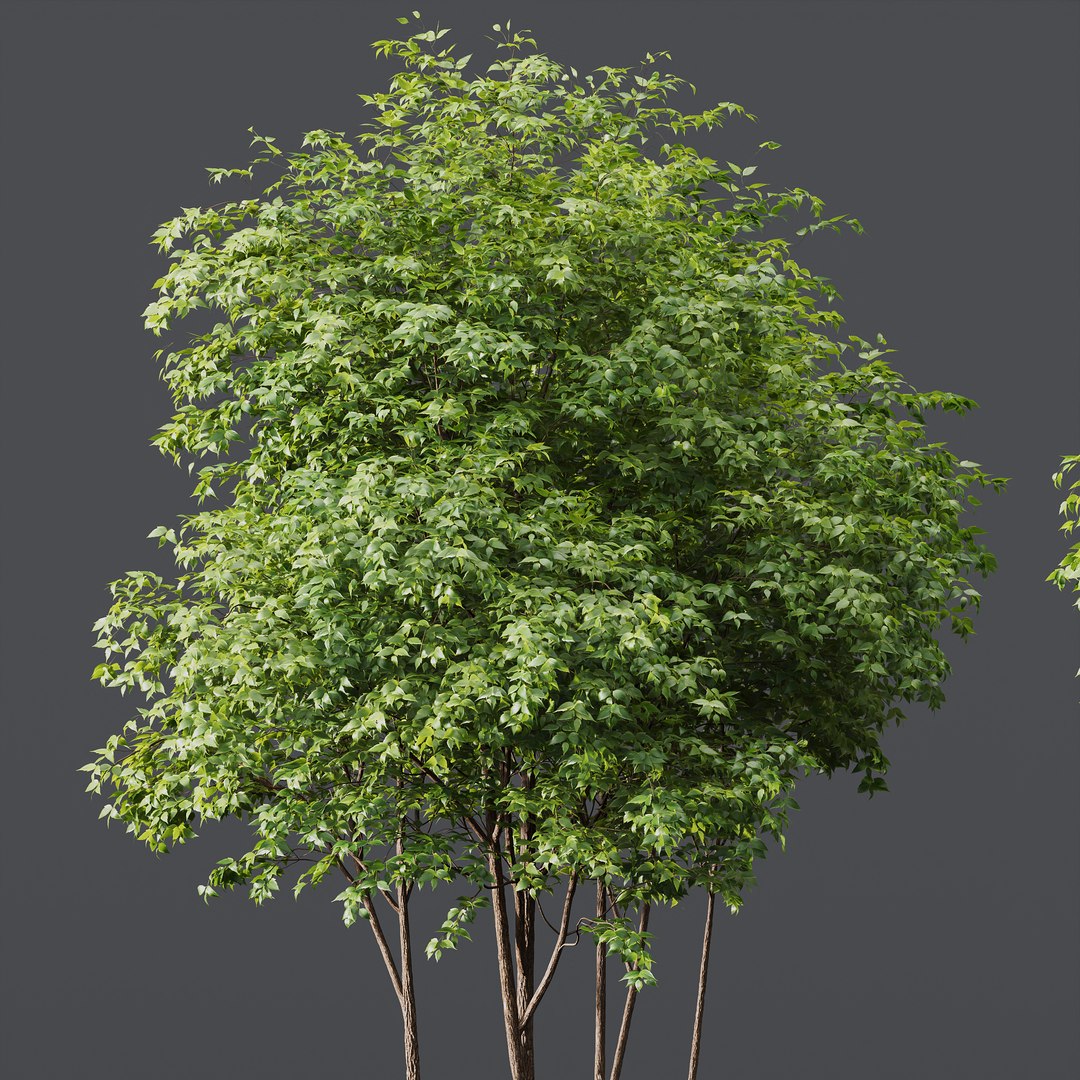 HQ Plants Ash Tree 3D Model - TurboSquid 2129273
