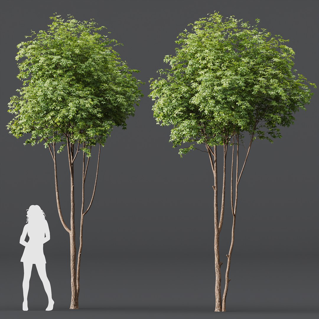 HQ Plants Ash Tree 3D Model - TurboSquid 2129273