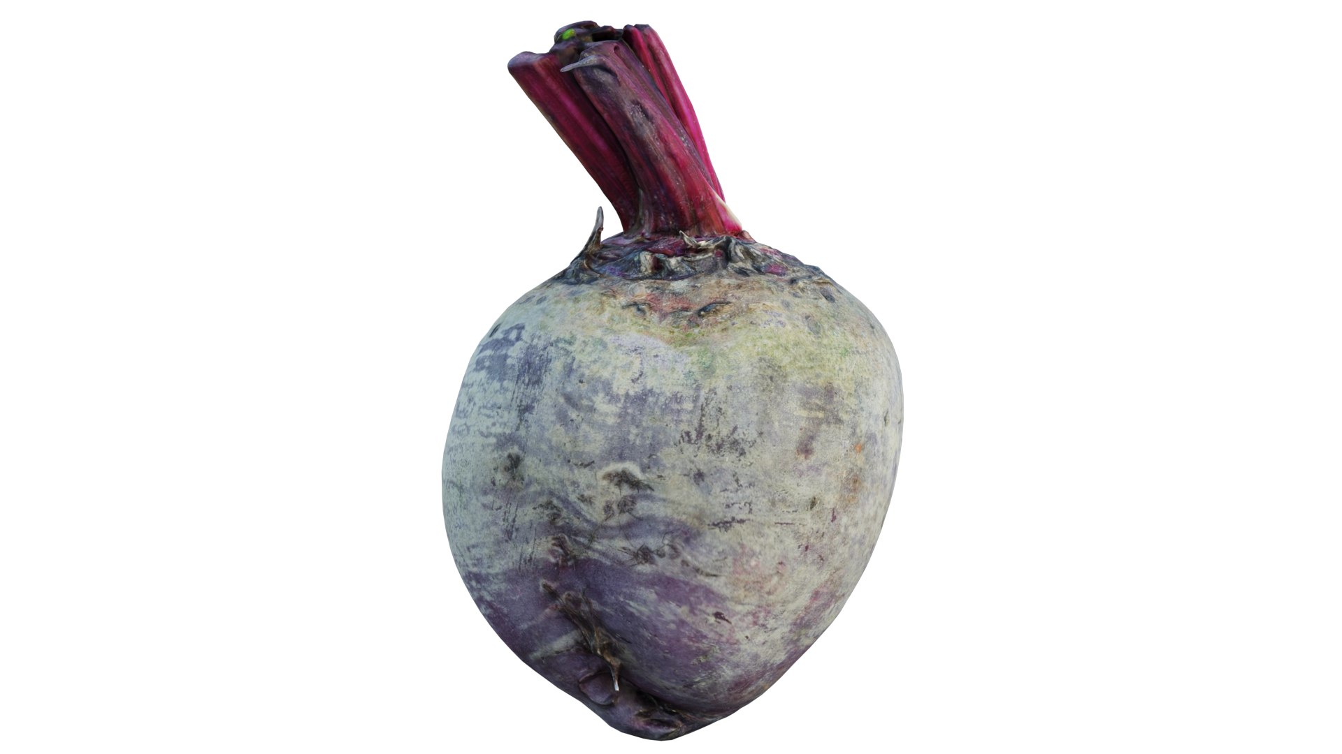 Beetroot 3D Model - TurboSquid 1899042