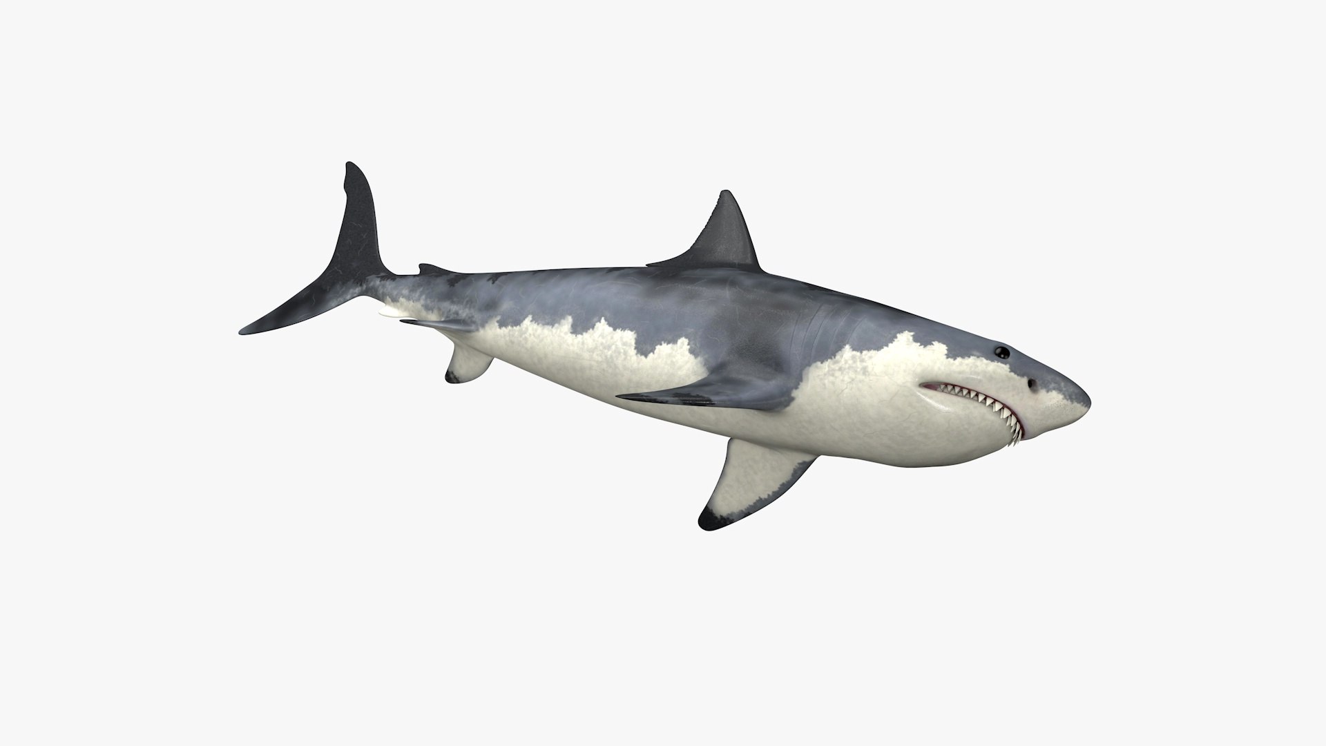 Megalodon Dinosaur 3D Model - TurboSquid 2341623