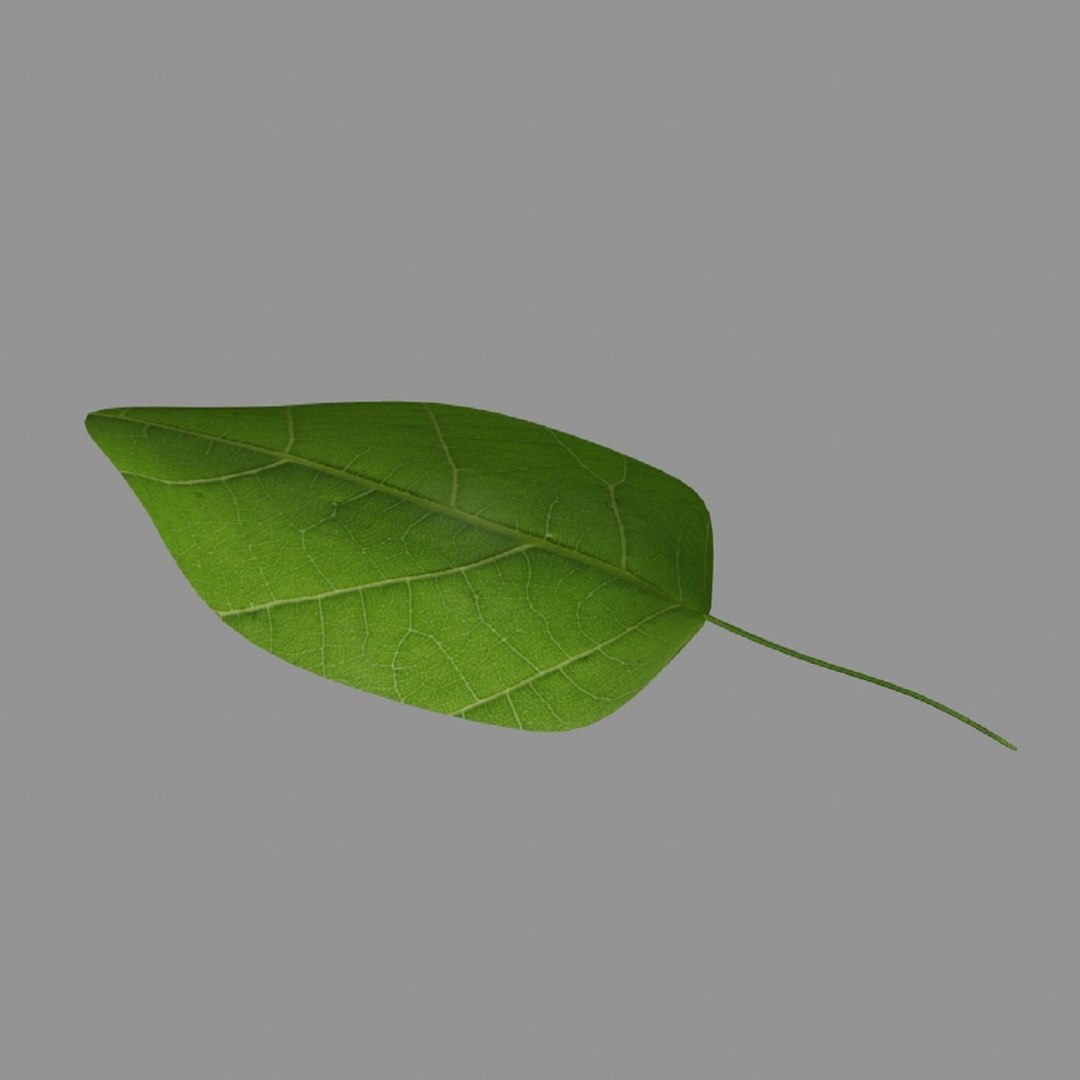 Leaf Obj