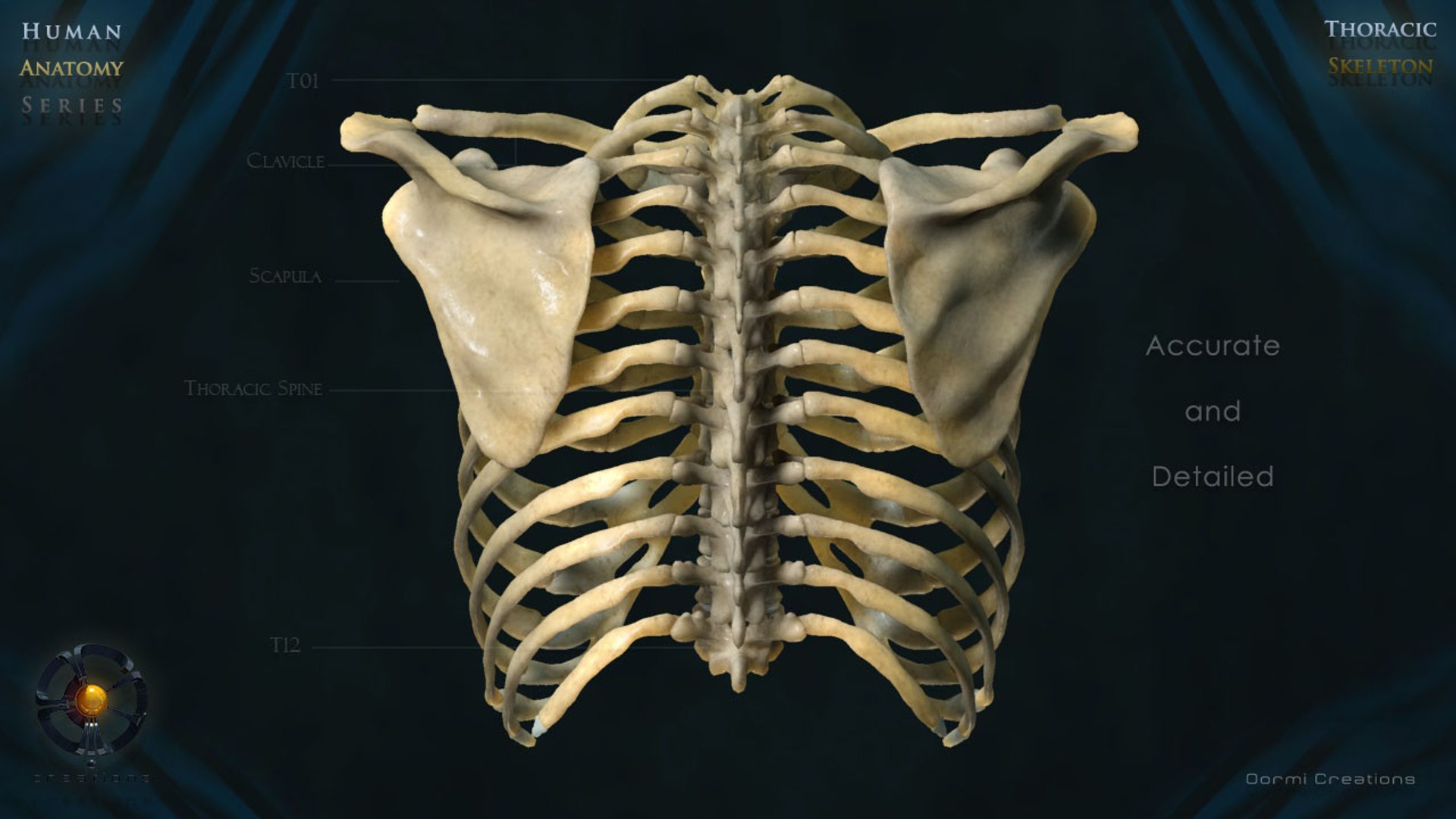 Human Thoracic Skeleton Bones 3d Max