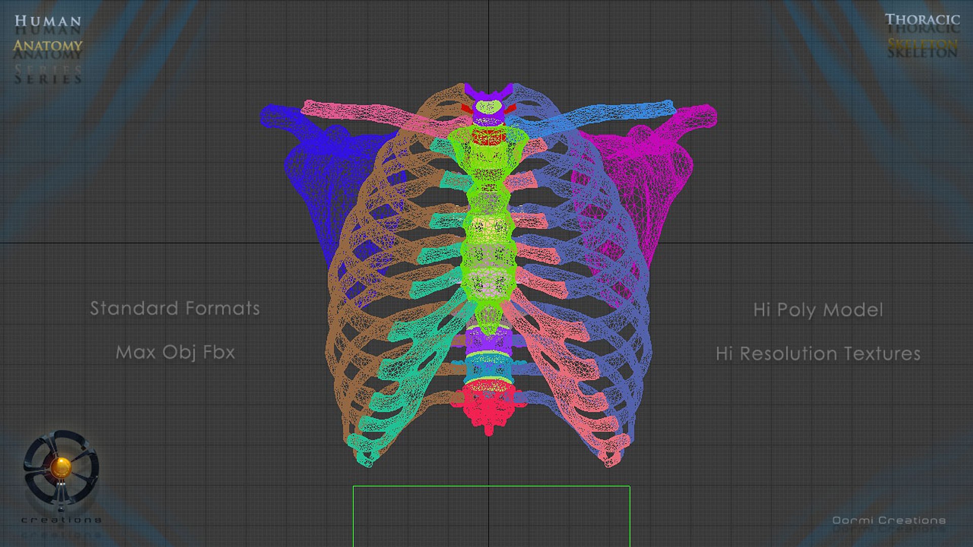 Human Thoracic Skeleton Bones 3d Max