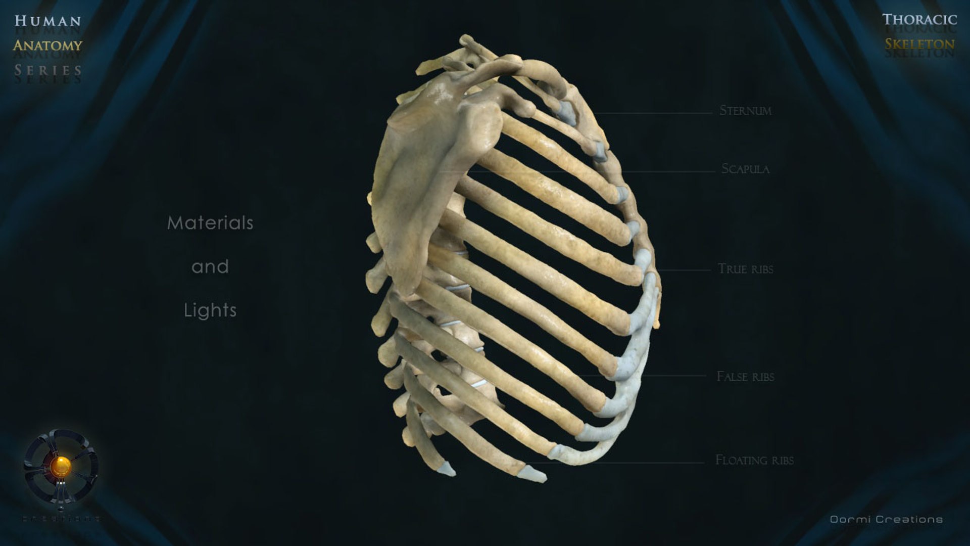 Human Thoracic Skeleton Bones 3d Max