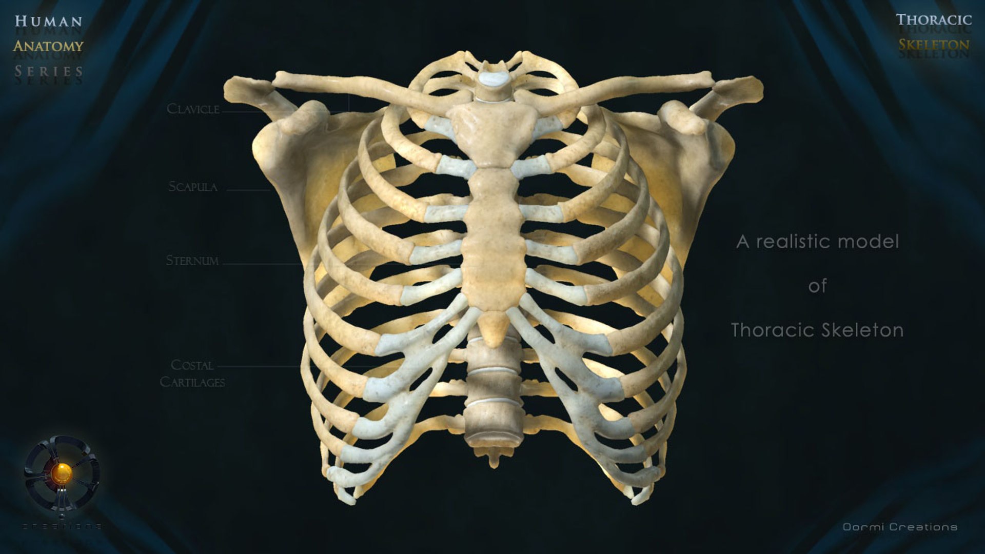 Human Thoracic Skeleton Bones 3d Max
