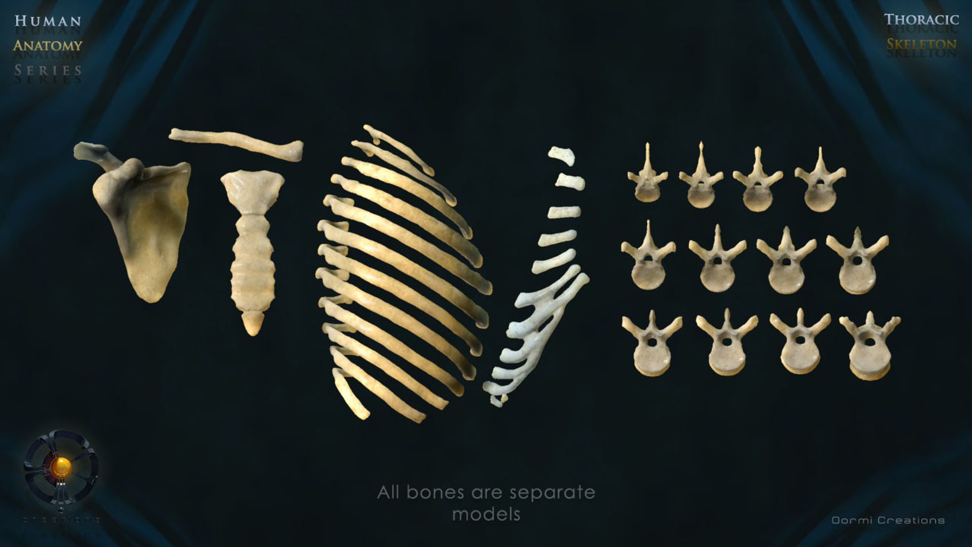 Human Thoracic Skeleton Bones 3d Max