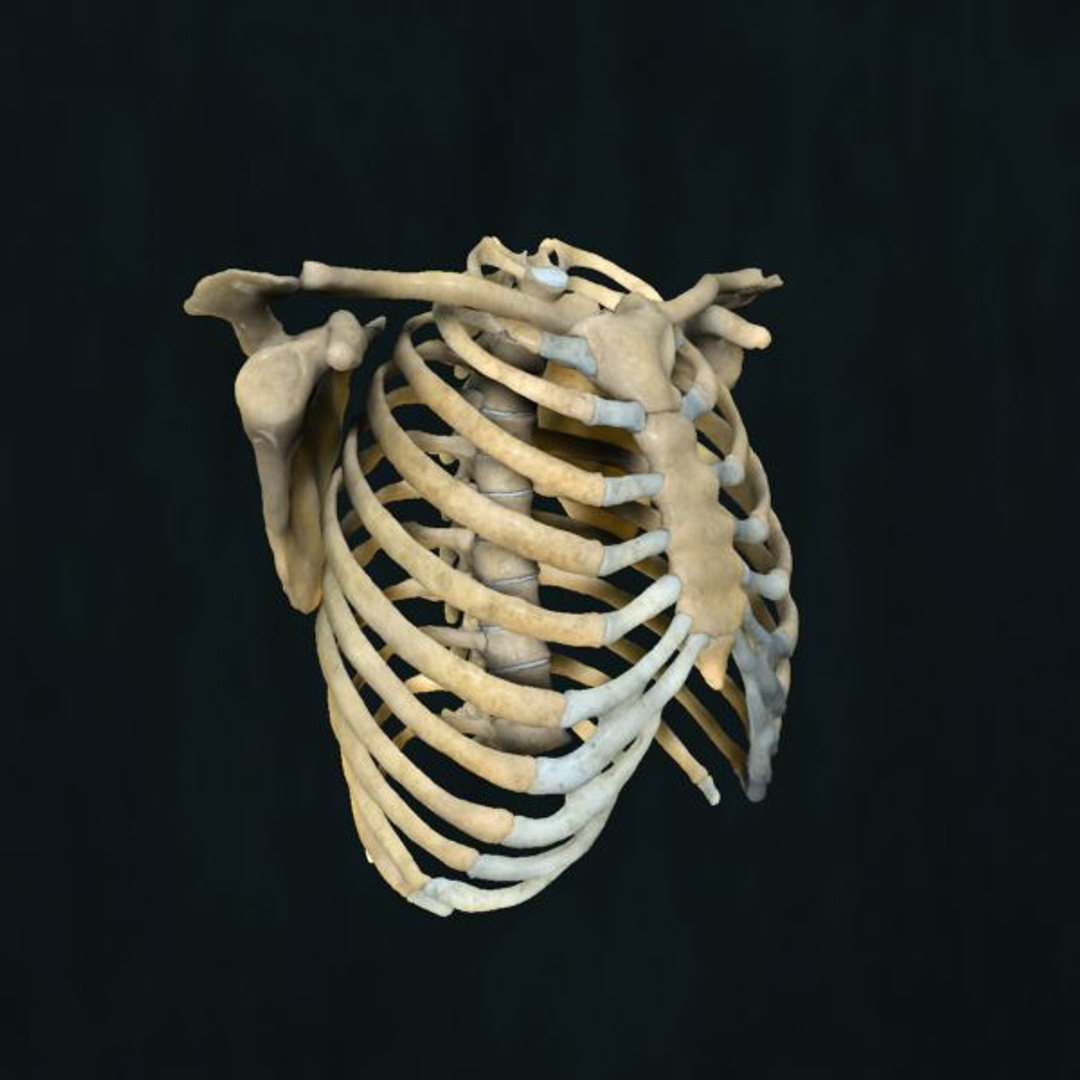 Human Thoracic Skeleton Bones 3d Max