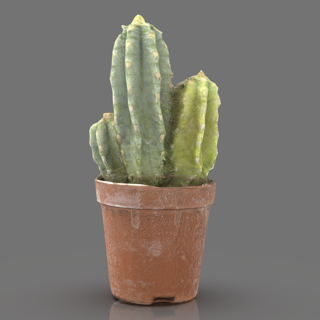 3D Cactus - TurboSquid 2061329