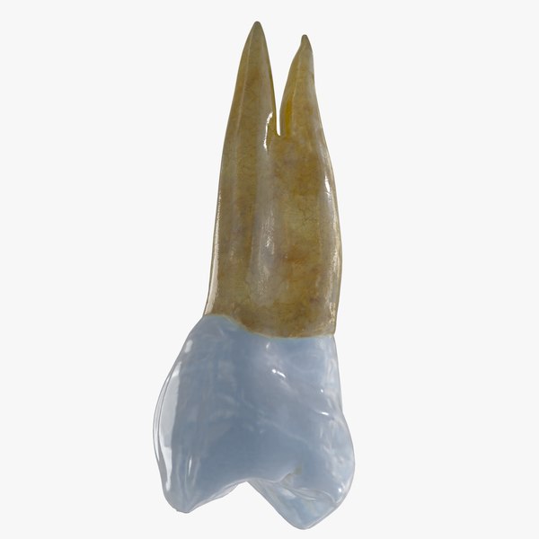 Upper left bicuspid anatomy 3D - TurboSquid 1281409