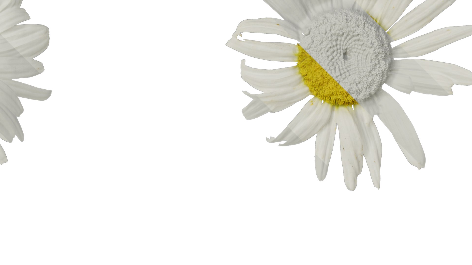 3D Model Anydrafts Leucanthemum Paludosum Flower 01 Textures ...