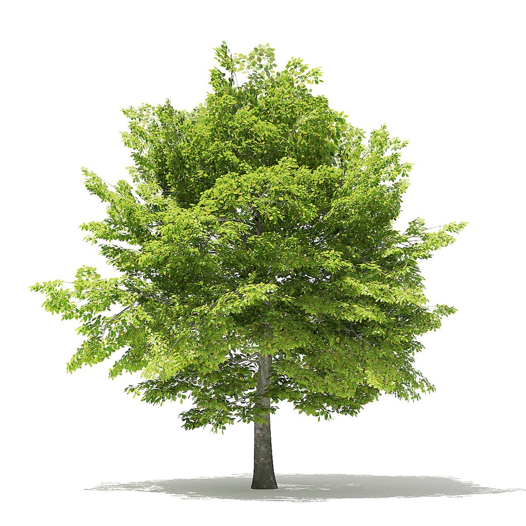 3D American Beech 6 4m - TurboSquid 1349827