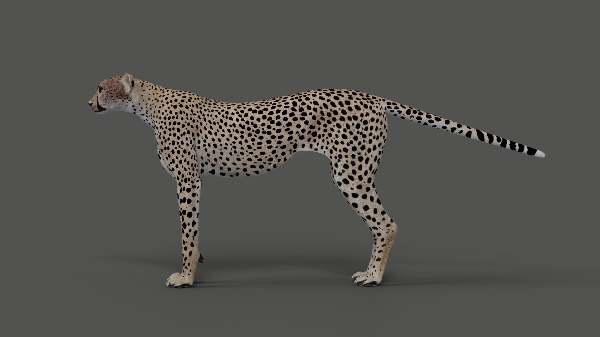 Realistic Cheetah Model - TurboSquid 1590259