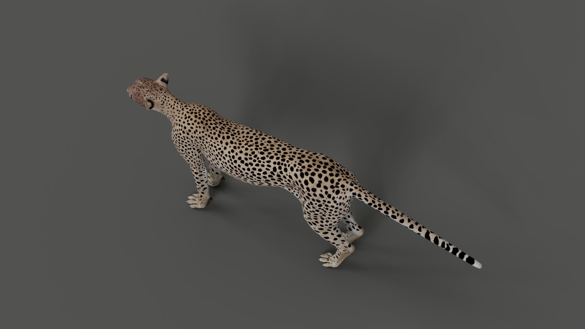 Realistic Cheetah Model - TurboSquid 1590259