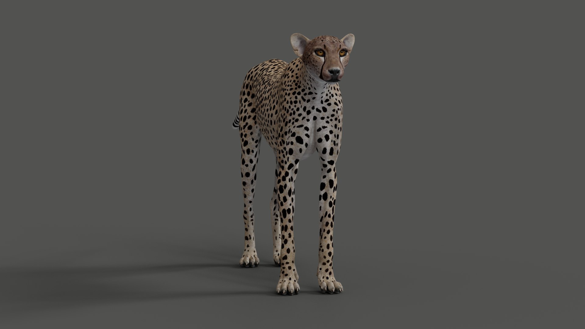 Realistic Cheetah Model - TurboSquid 1590259