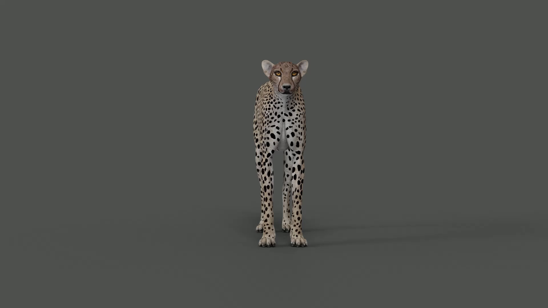 Realistic Cheetah Model - TurboSquid 1590259