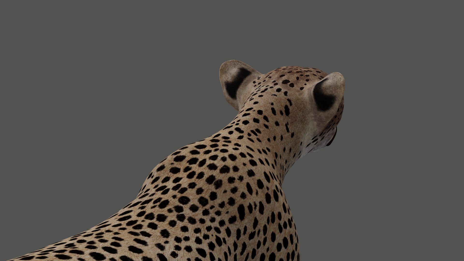 Realistic Cheetah Model - TurboSquid 1590259