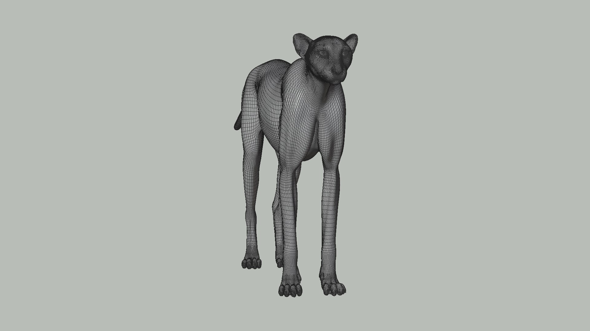 Realistic Cheetah Model - TurboSquid 1590259