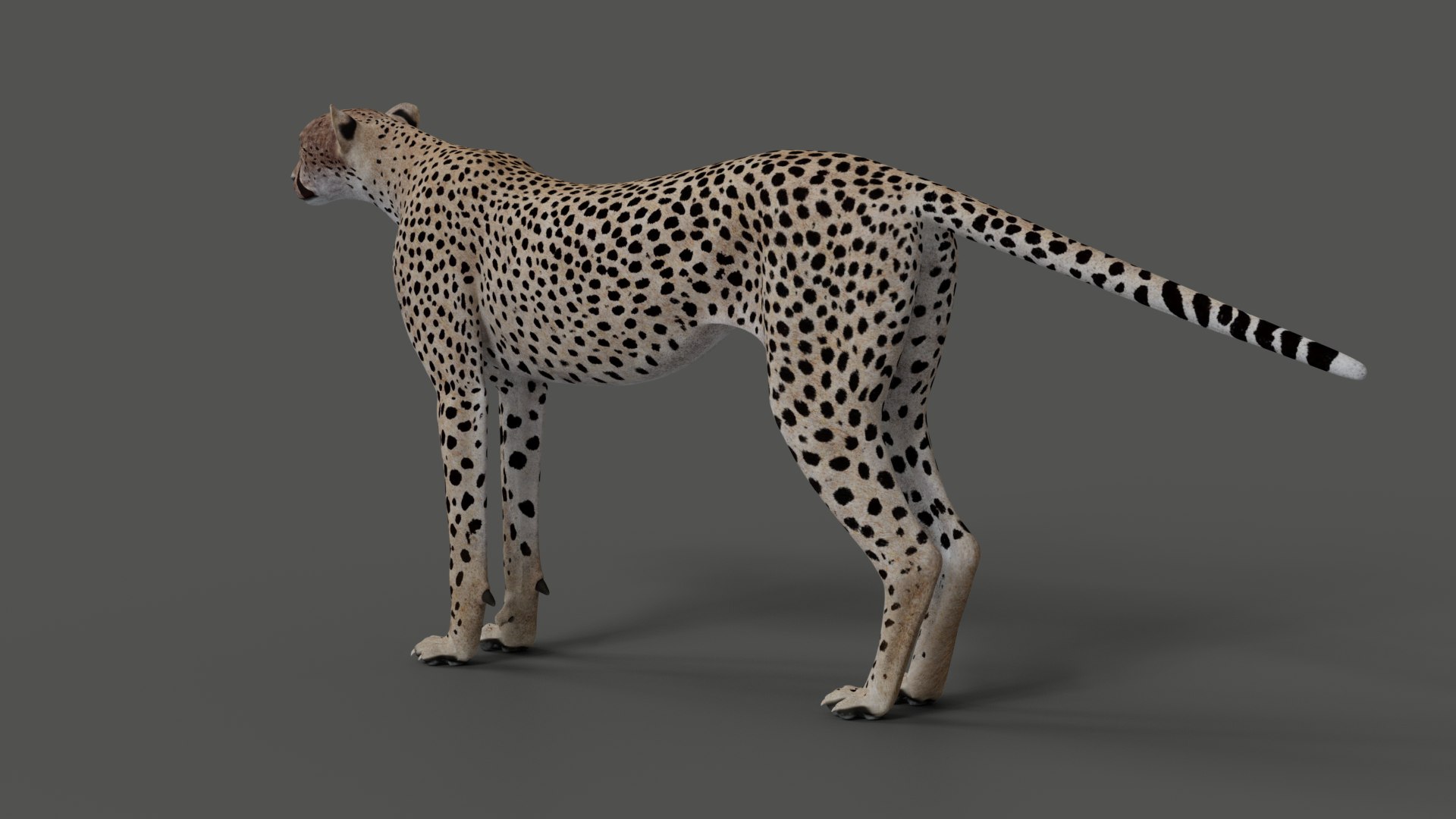 Realistic Cheetah Model - TurboSquid 1590259