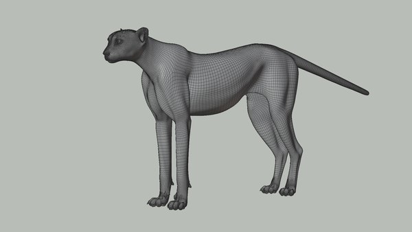 Realistic cheetah model - TurboSquid 1590259