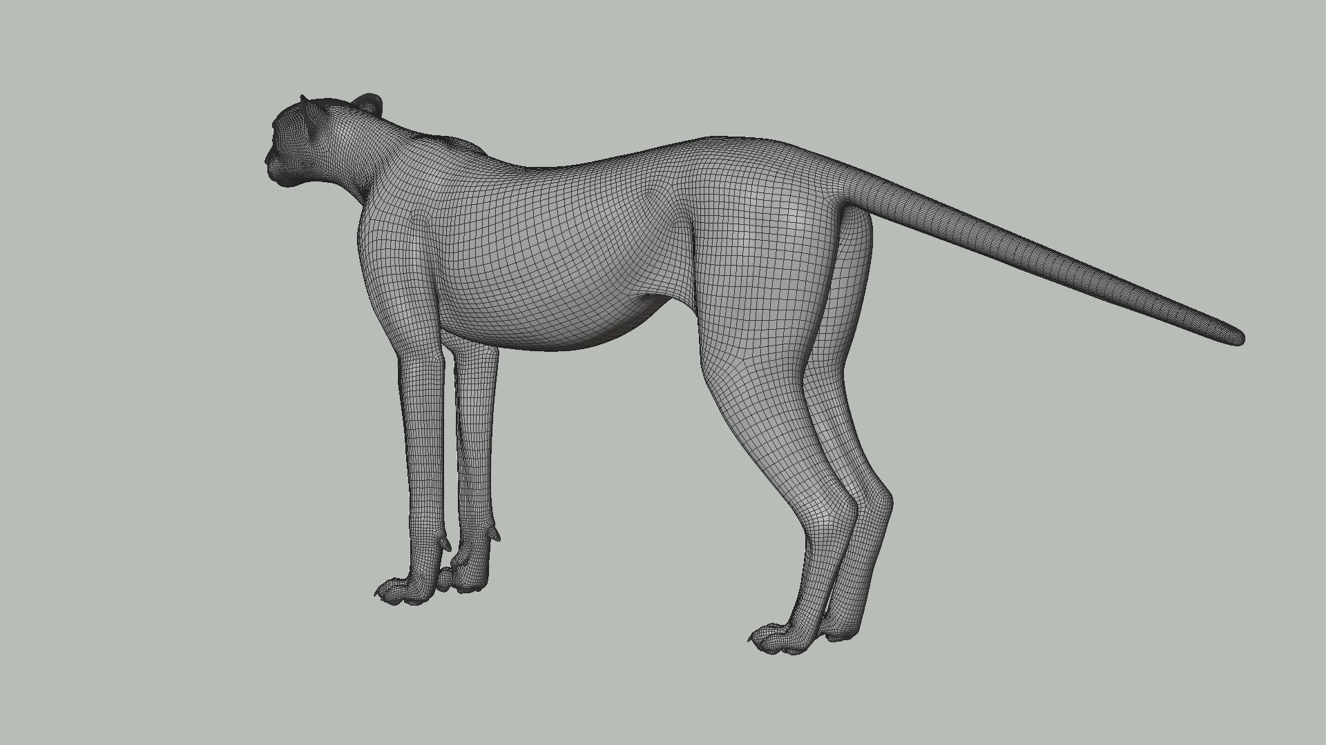 Realistic Cheetah Model - TurboSquid 1590259
