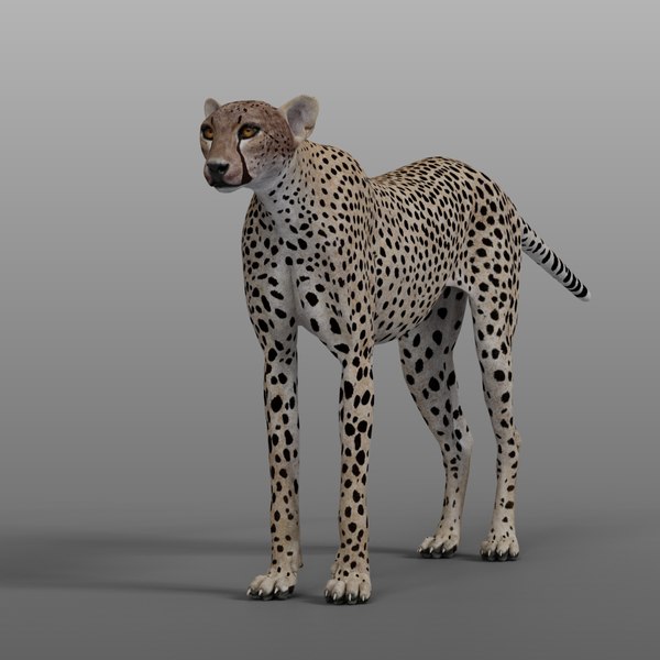 Realistic cheetah fur animation 3D - TurboSquid 1590236
