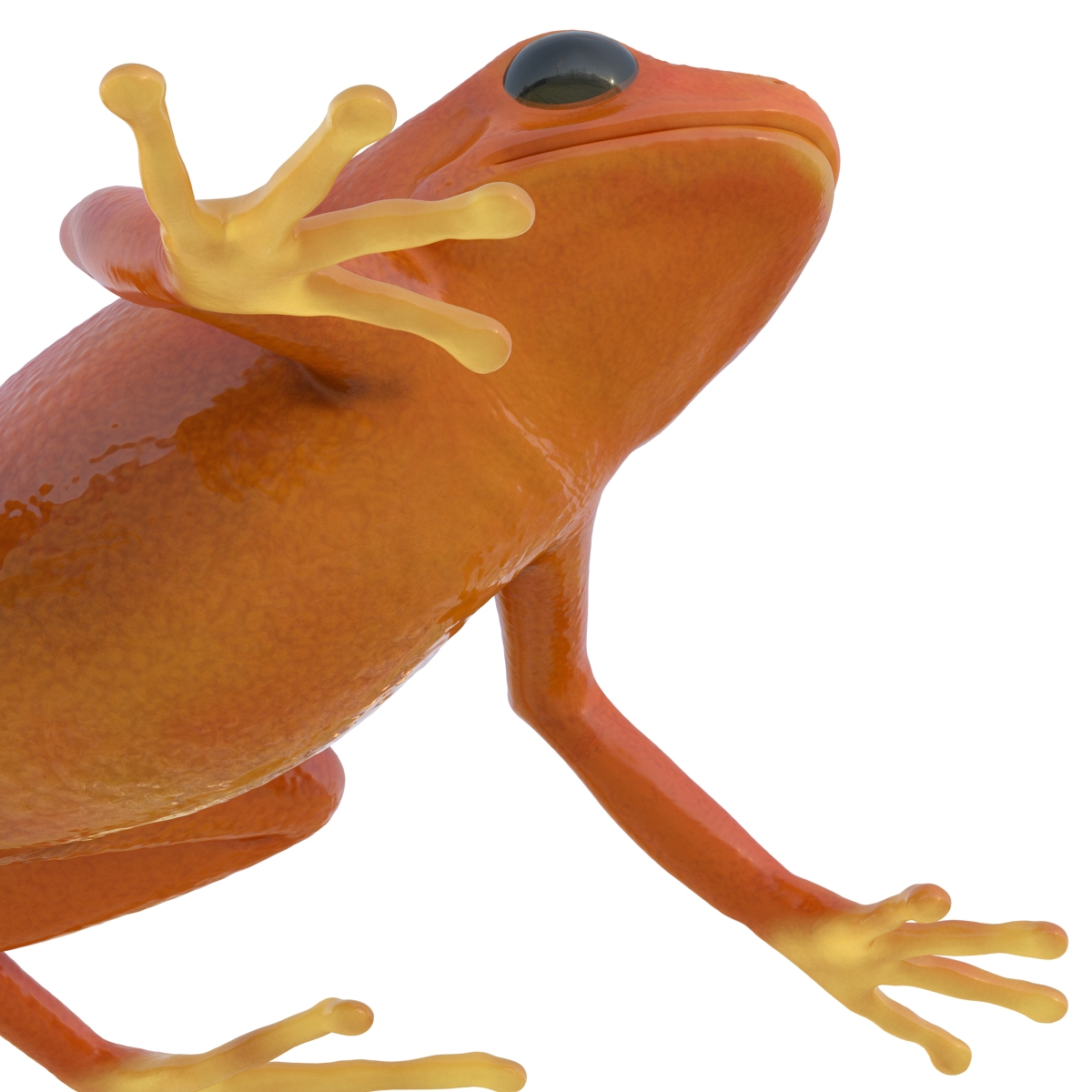 mantella frog pose 2 3ds