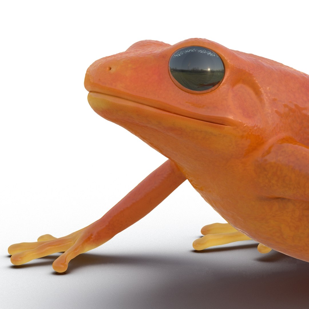 mantella frog pose 2 3ds