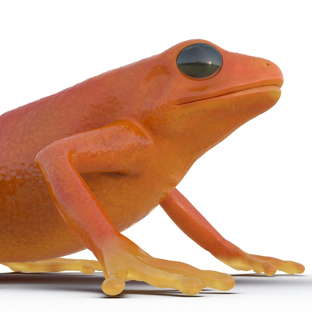 mantella frog pose 2 3ds