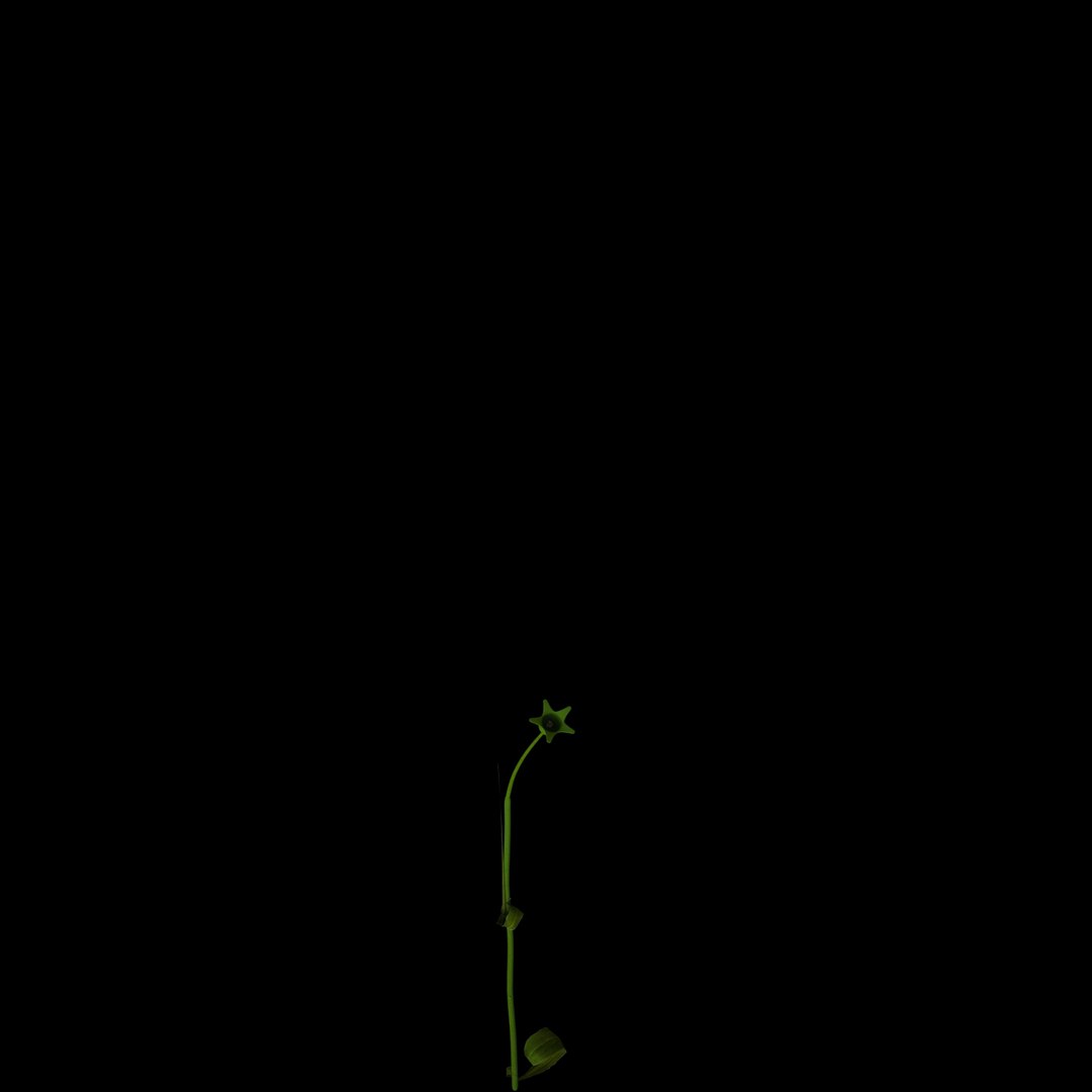 Flowers Open Animation 3D - TurboSquid 1588724