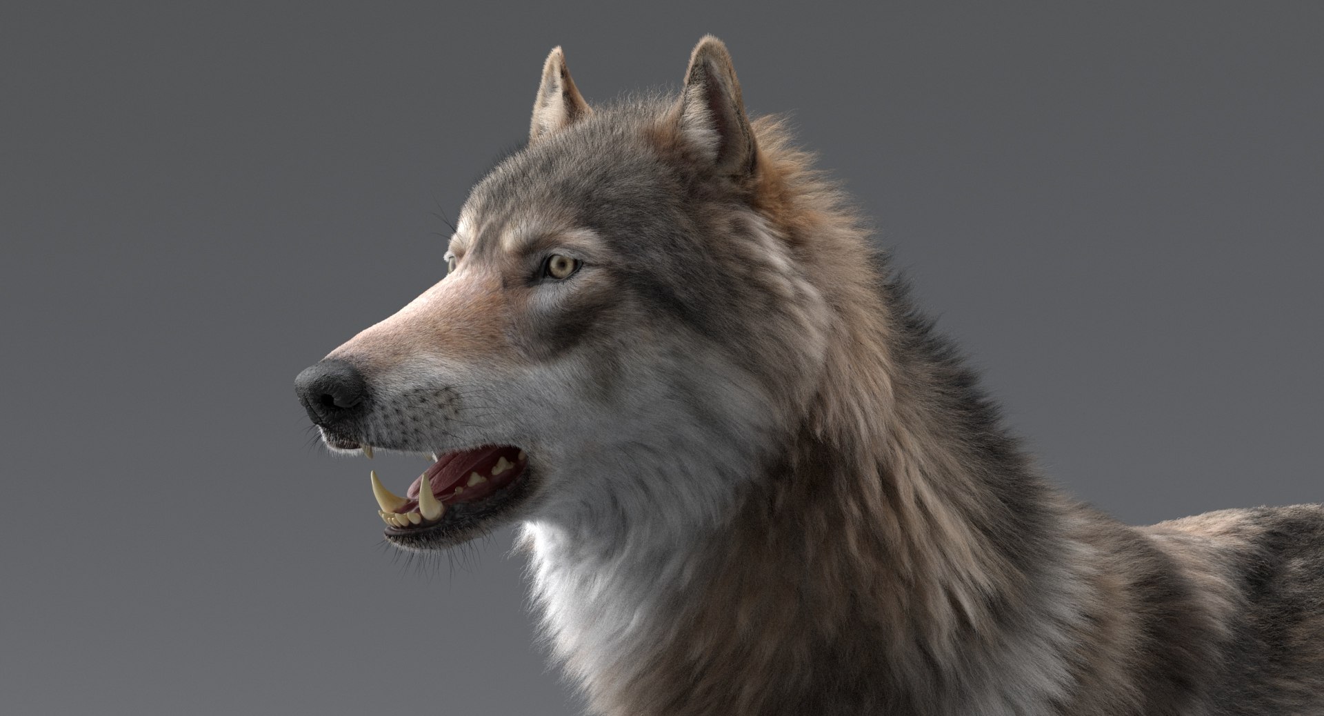 3D Wolf Model - TurboSquid 1406336