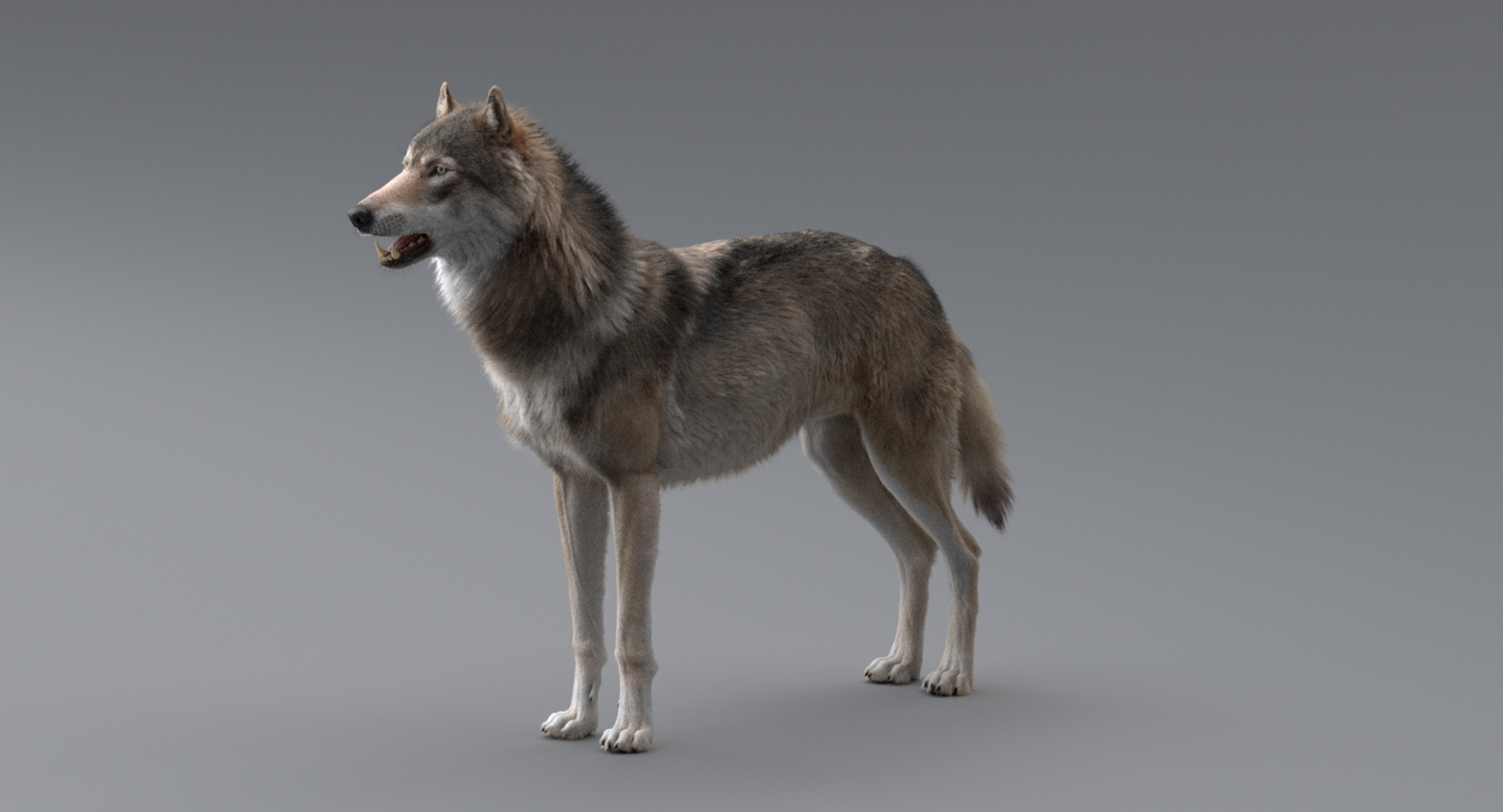 3D Wolf Model - TurboSquid 1406336