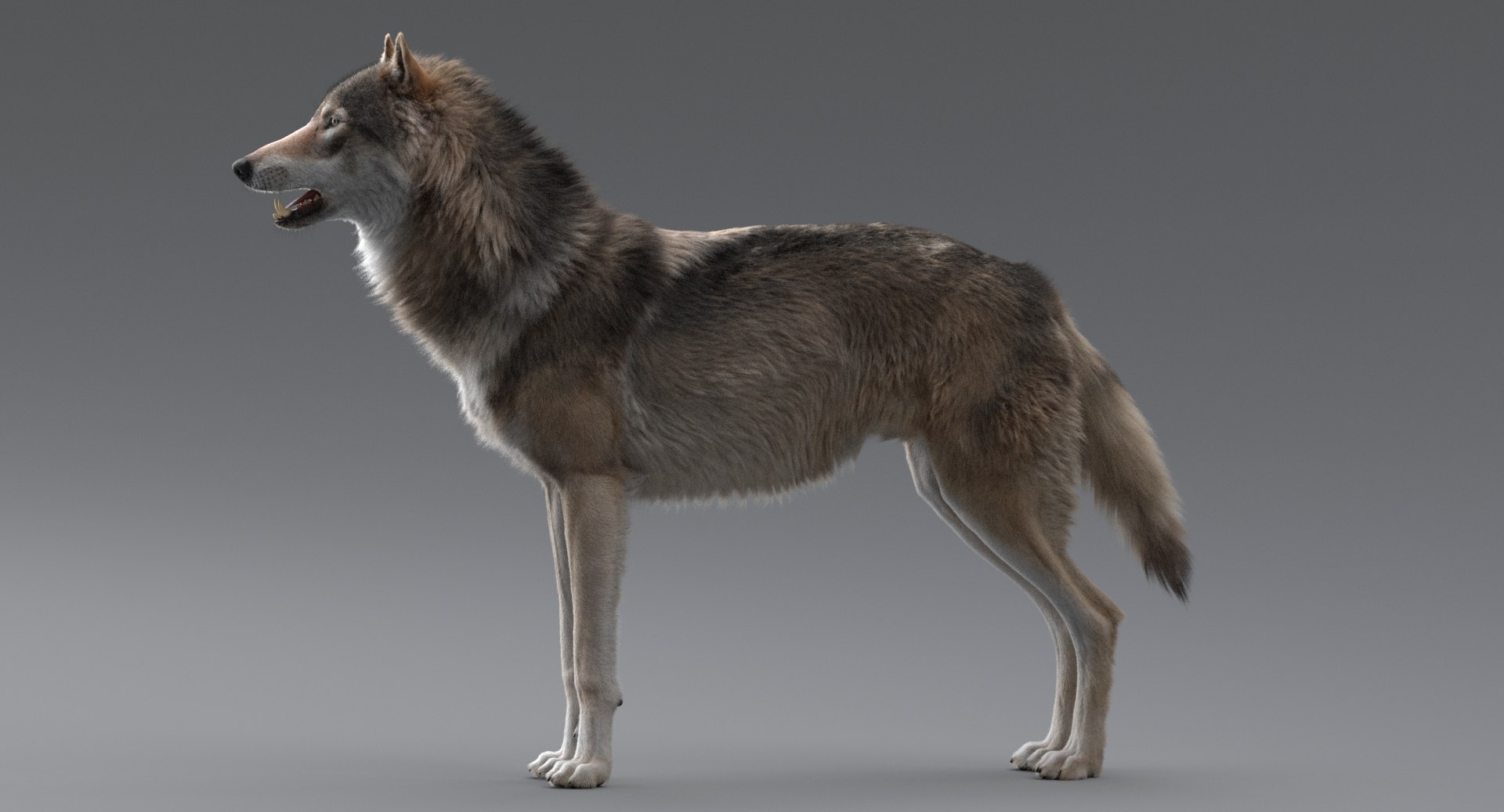 3D Wolf Model - TurboSquid 1406336