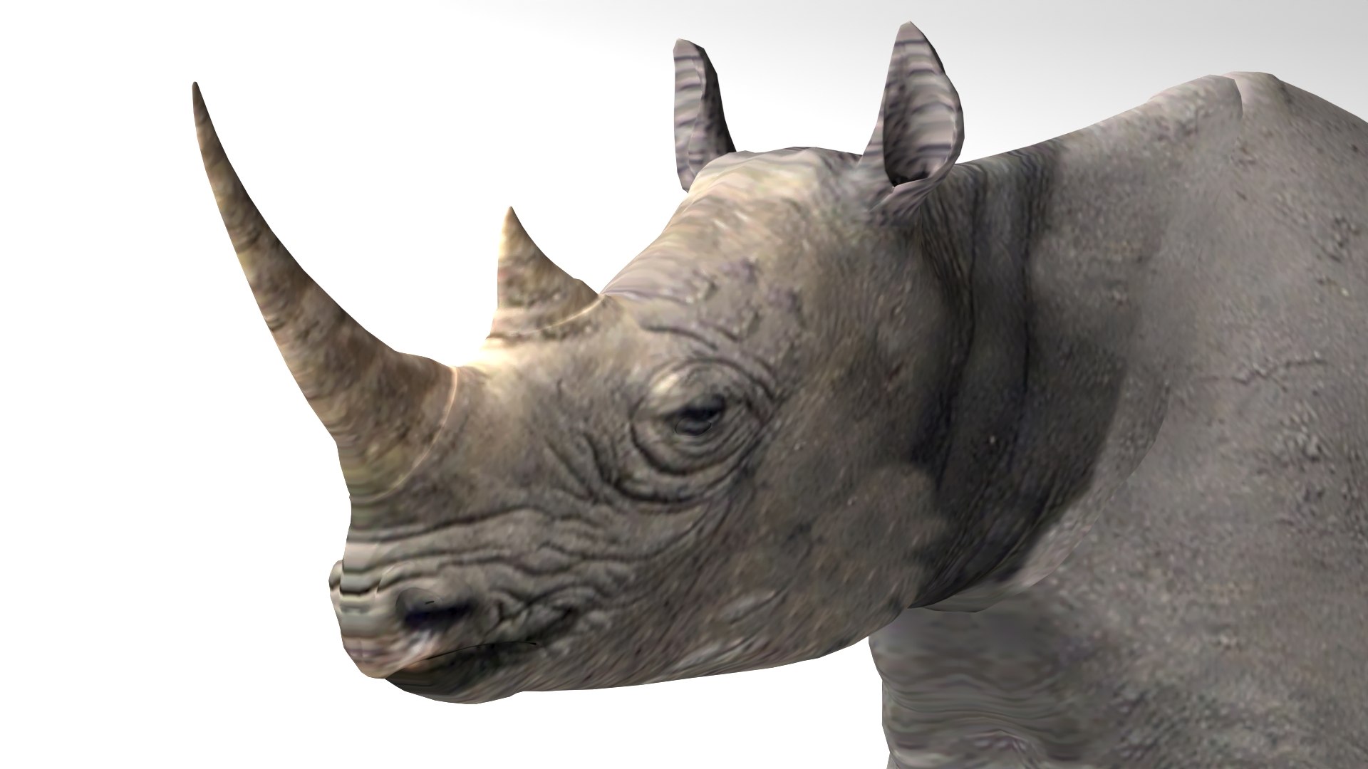 Rhino Model - TurboSquid 1733541