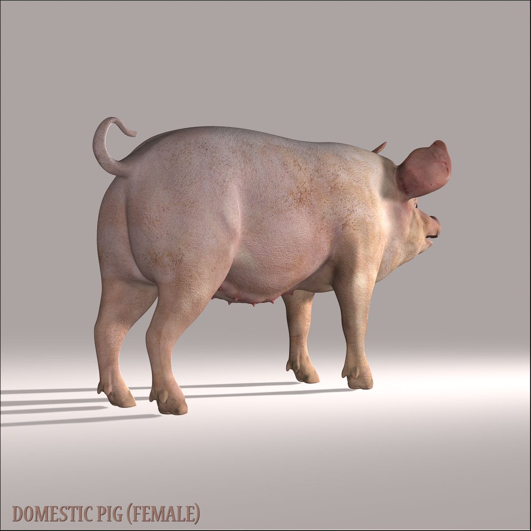 3d Model Domestic Pig