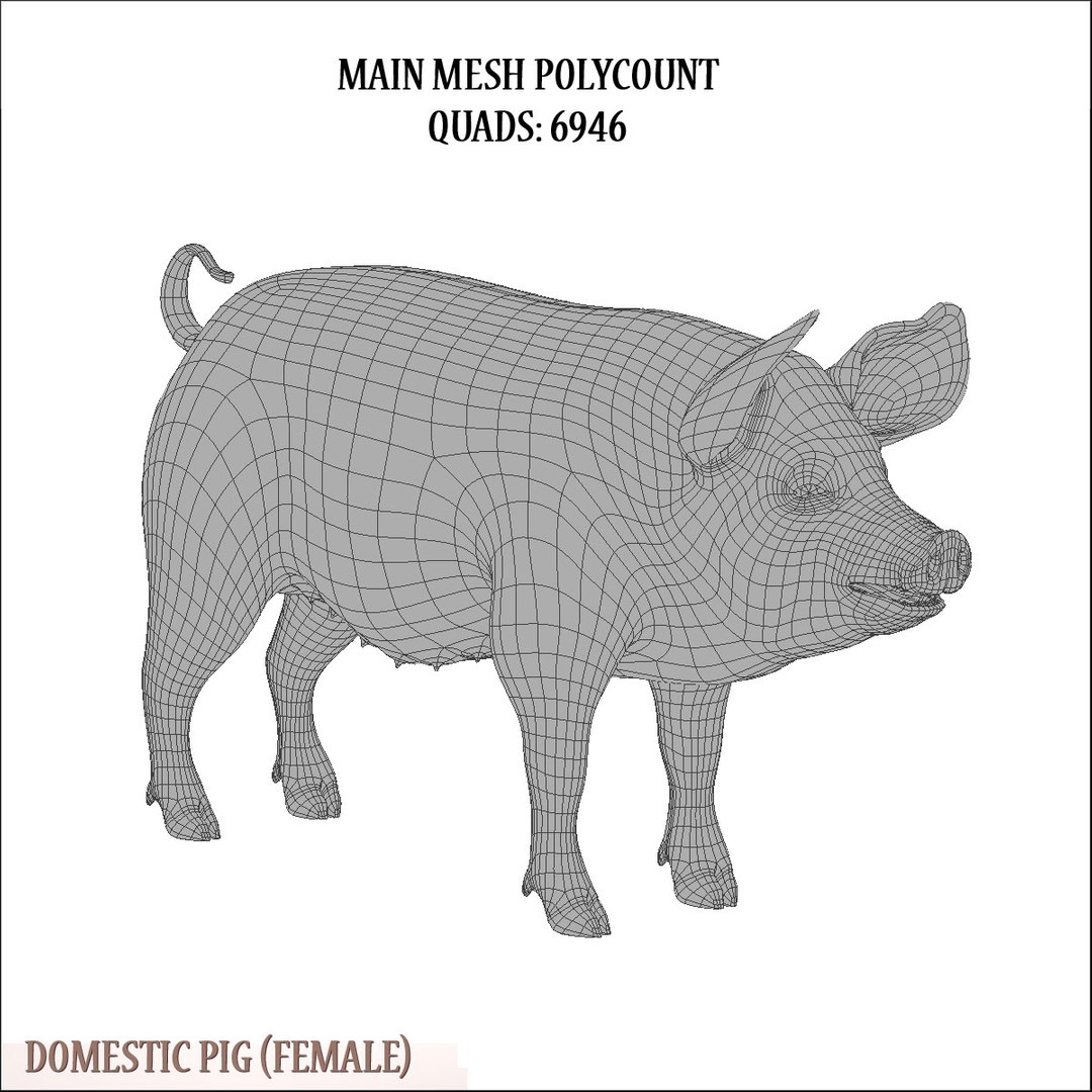 3d Model Domestic Pig