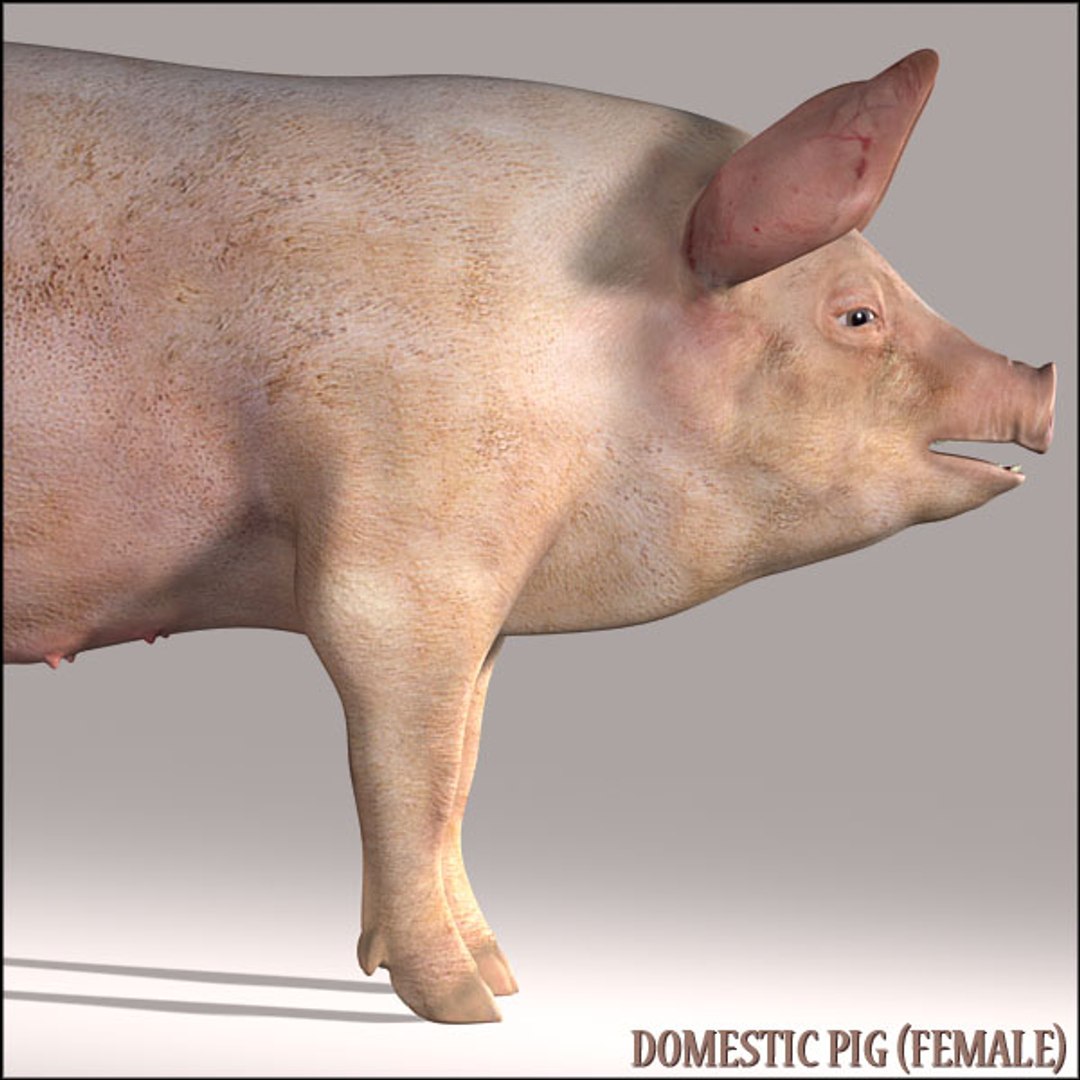 3d Model Domestic Pig