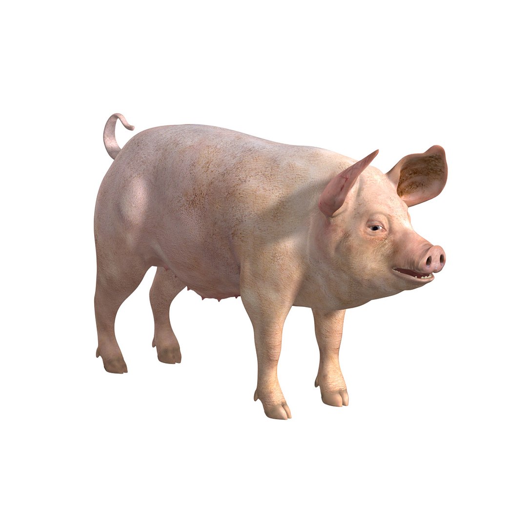 3d Model Domestic Pig