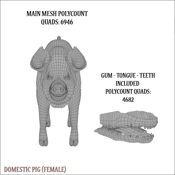 3d model domestic pig